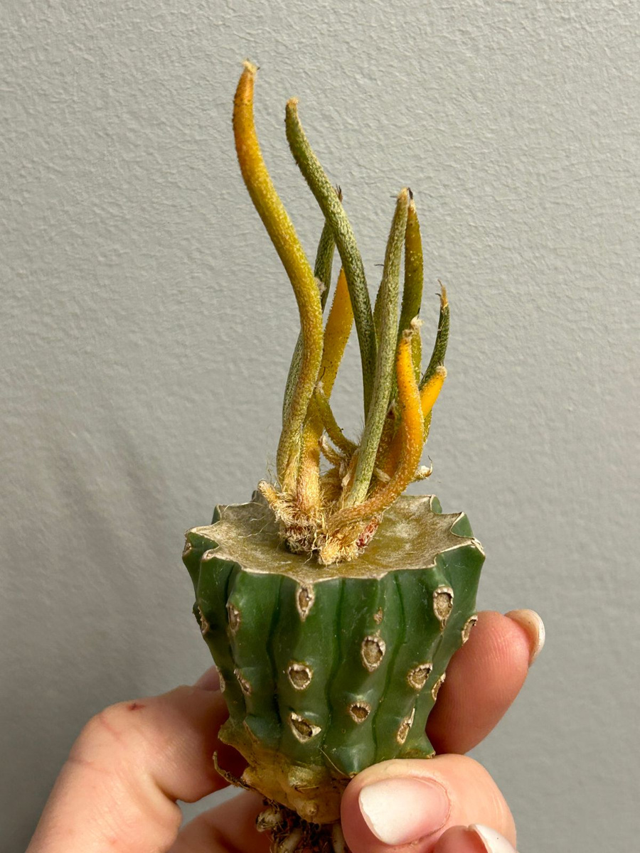 Astrophytum caput-medusae 'Variegata' | Kaktusy \ Astrophytum | Kaktusy ...