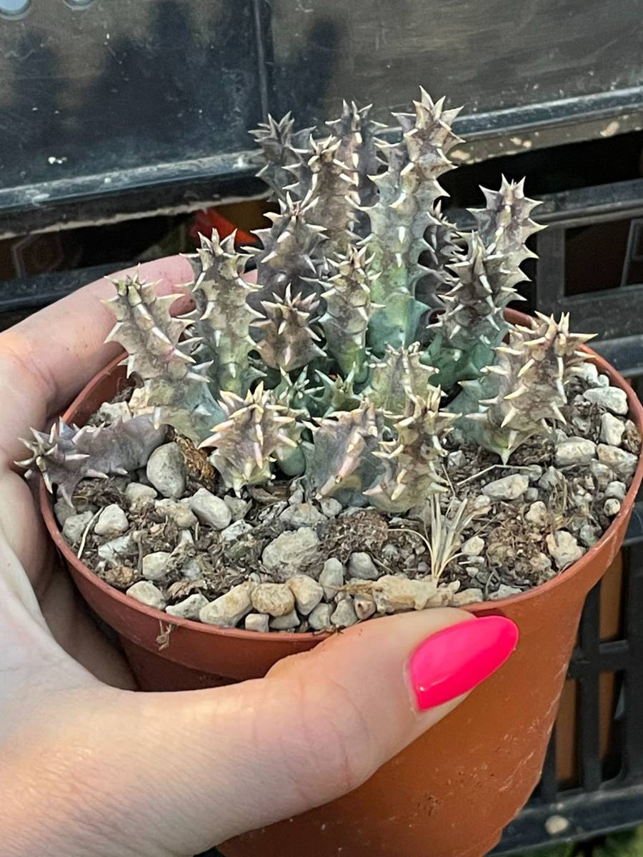 HUERNIA PRIMULINA | Succulents \ Huernia | Kaktusy, sukulenty i inne ...