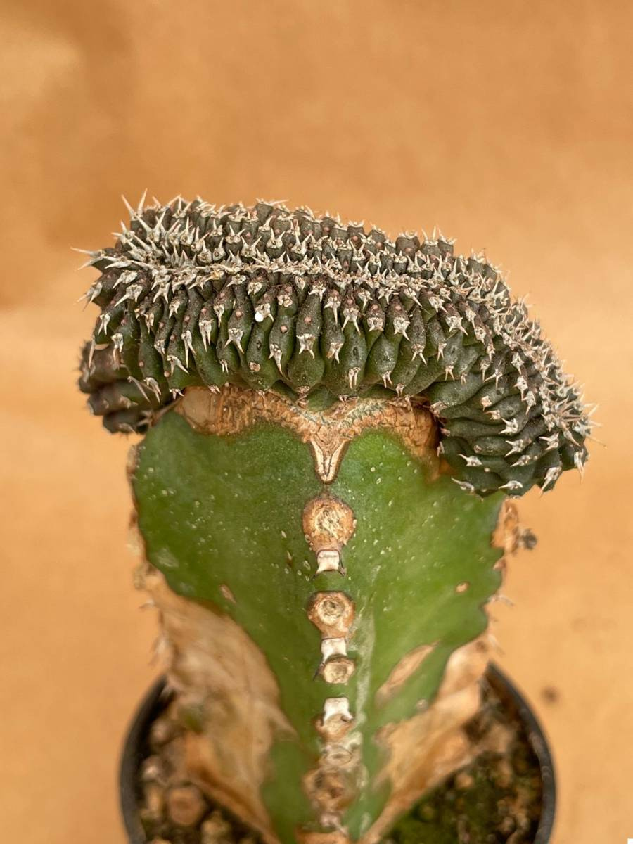 Euphorbia philipsioides 'Cristata' | Succulents \ Euphorbia | Kaktusy ...