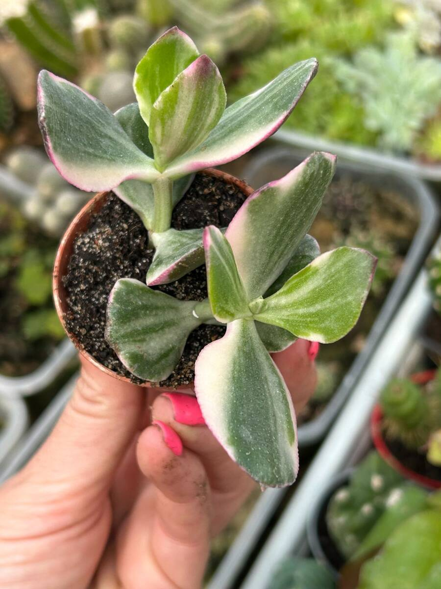 Crassula obliqua Variegata | Succulents \ Crassula | Kaktusy, sukulenty ...