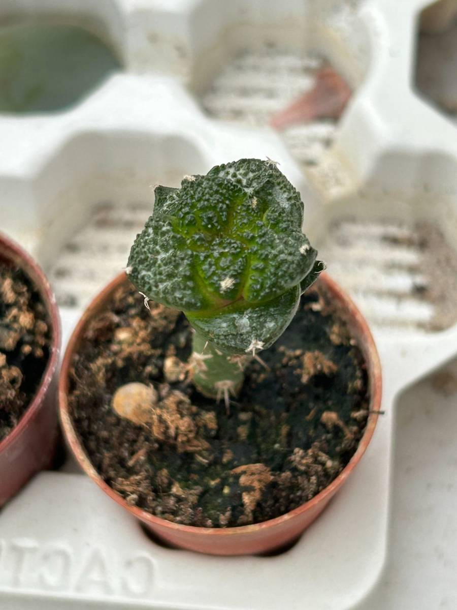 Ariocarpus fissuratus 'Godzilla' | Cactuses \ Ariocarpus | Kaktusy ...