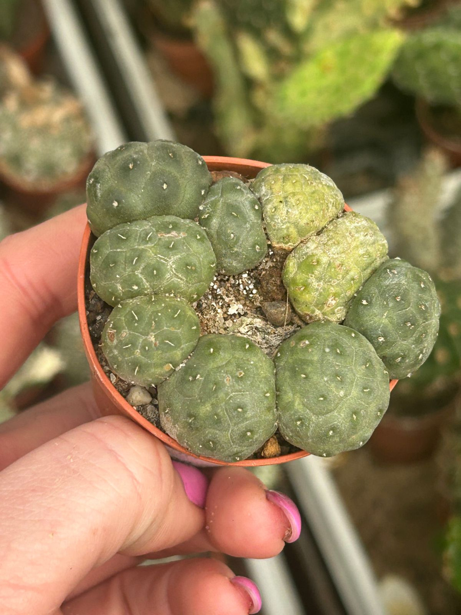 Puna bonnieae MALINA | Cactuses \ Puna | Kaktusy, sukulenty i inne ...