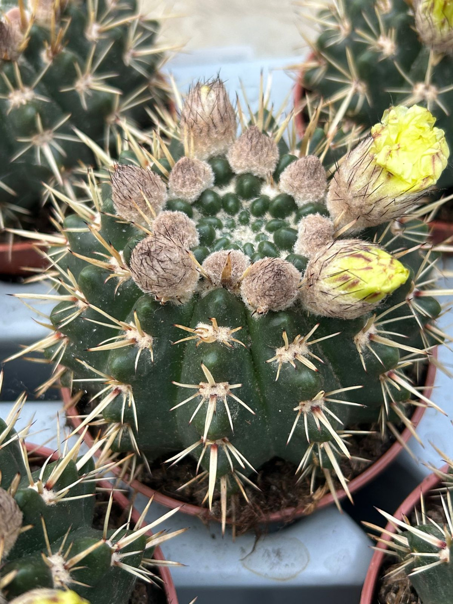 Notocactus submammulosus | Cactuses \ Notocactus Maxi blooming Dla ...
