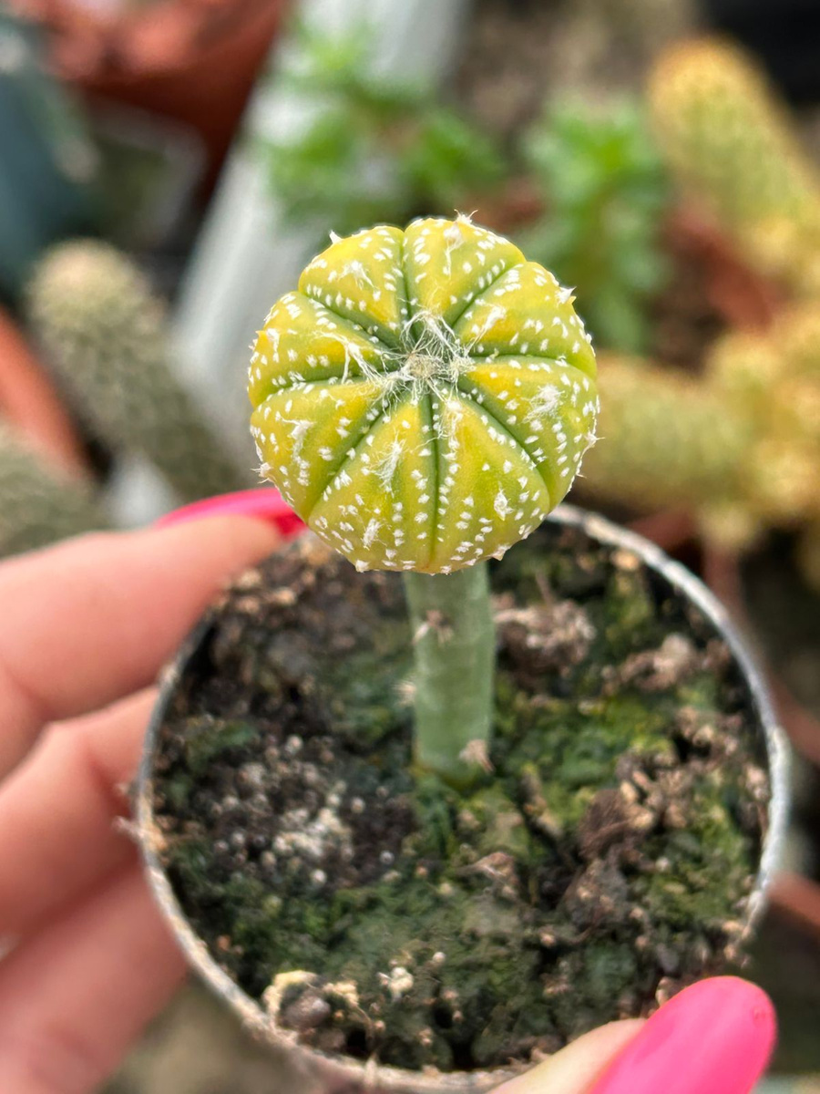 Astrophytum asterias 'Variegata' | Kaktusy \ Astrophytum | Kaktusy ...