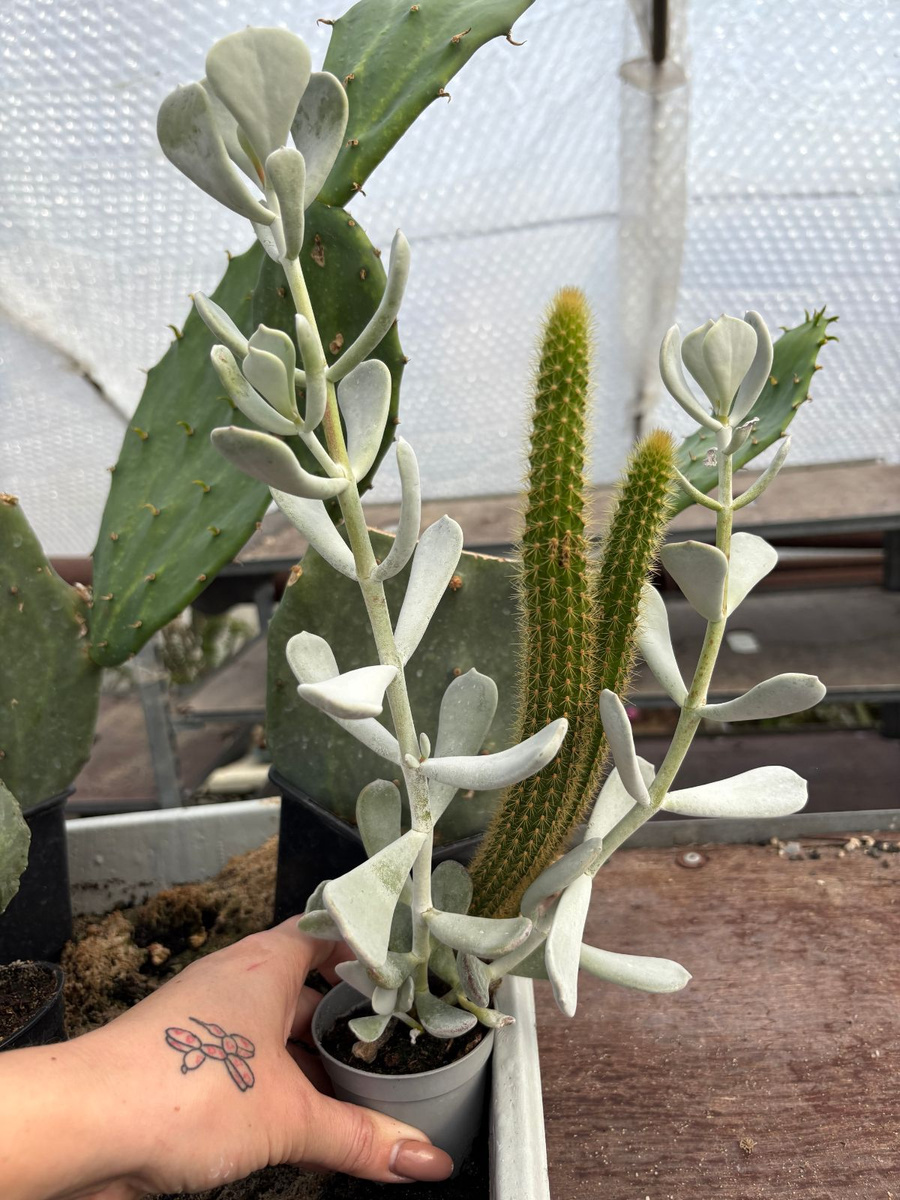 Cotyledon orbiculata 'Silver Peak' | Sukulenty \ Cotyledon | Kaktusy ...