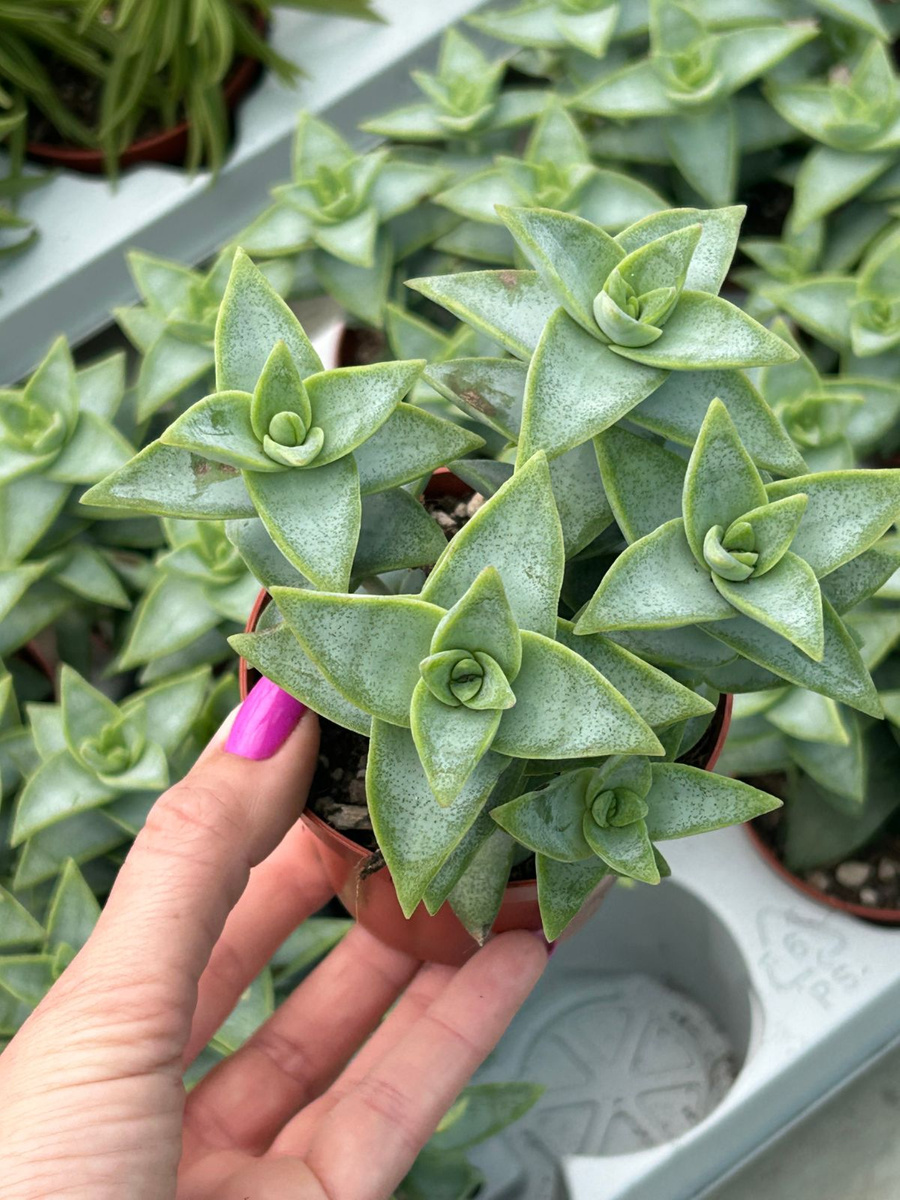 Crassula perforata 'Penhoek Pass' | Succulents \ Crassula | Kaktusy ...