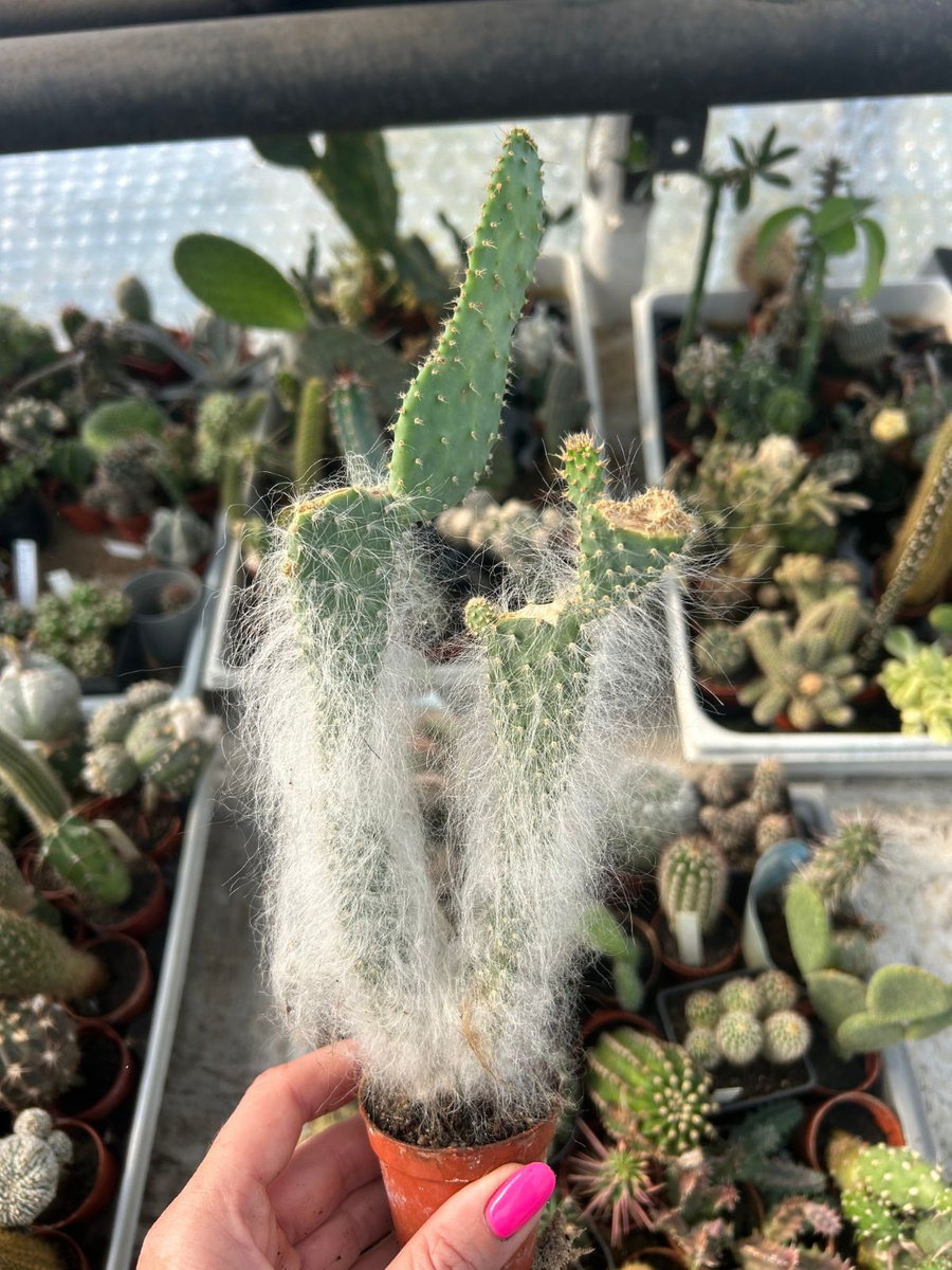 Opuntia erinacea 'Snow Blue Jacket' | Cactuses \ Opuntia | Kaktusy ...