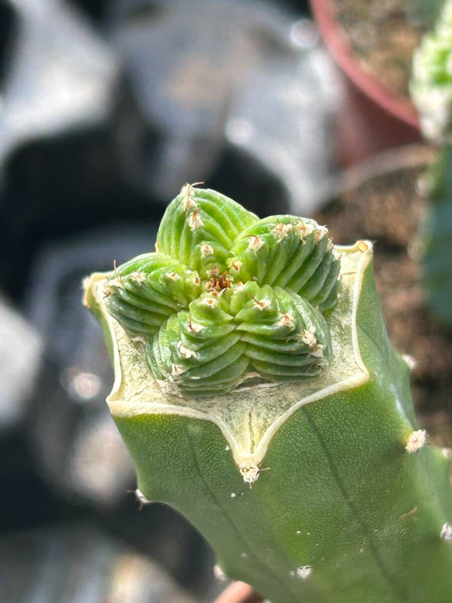 Aztekium valdezii | Cactuses \ Aztekium | Kaktusy, sukulenty i inne ...