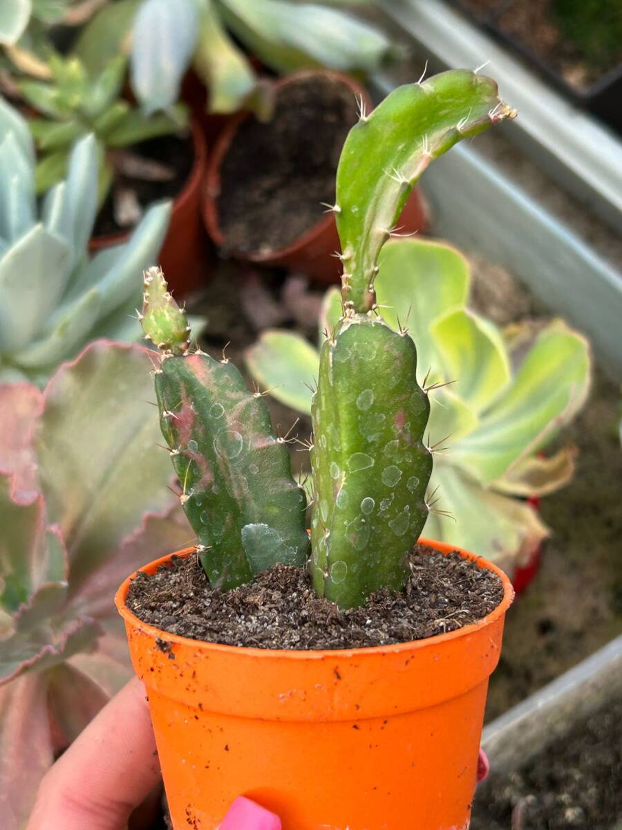 Hylocalycium CHIMERA - Hylocereus + Gymnocalycium 'Variegata' | Mutants ...