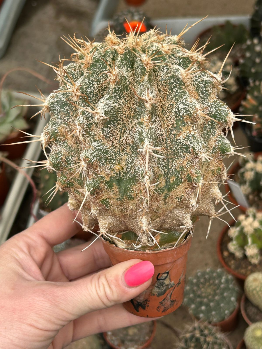 Astrophytum caput-medusae x ferocactus glaucescens CHIMERA | Mutants ...
