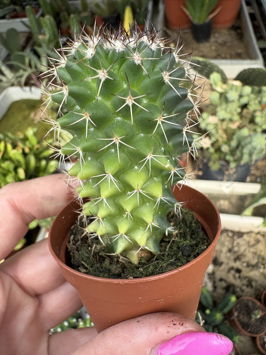 Mammillaria rhodantha 'Variegata' | Cactuses \ Mammillaria Maxi ...