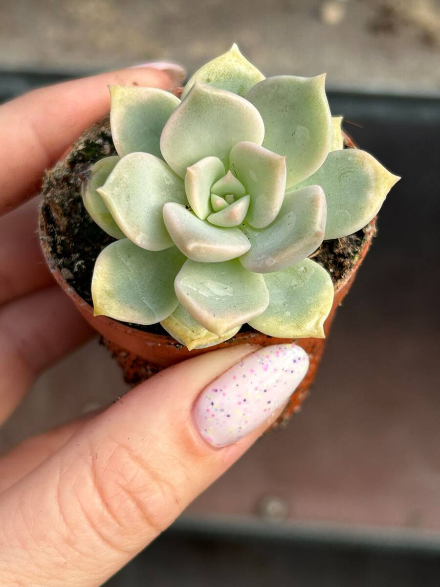 Graptoveria titubans | Succulents \ Graptoveria | Kaktusy, sukulenty i ...
