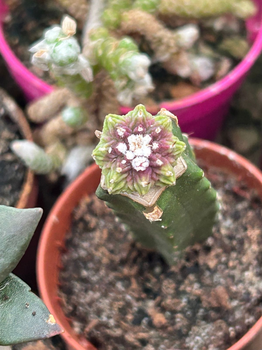 Aztekium ritterii | Cactuses \ Aztekium | Kaktusy, sukulenty i inne ...
