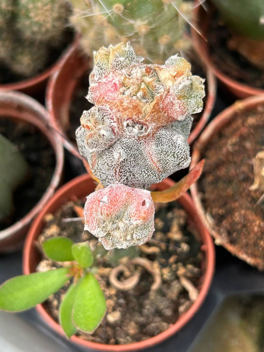 Astrophytum myriostigma 'Monstruosa Variegata' | Cactuses \ Astrophytum ...