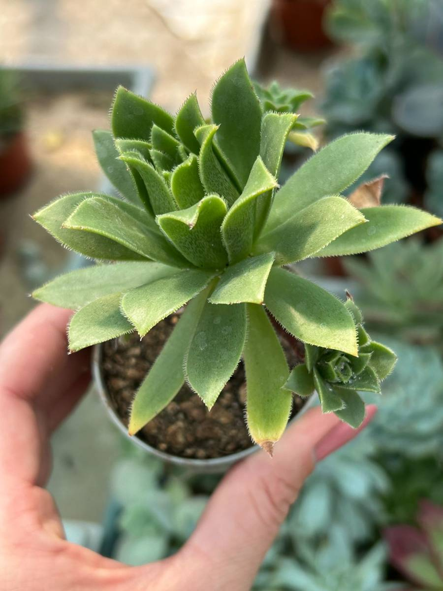 AEONIUM SIMSII | Succulents \ Aeonium | Kaktusy, sukulenty i inne ...