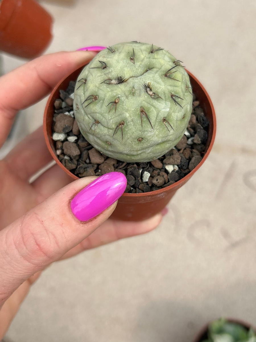 Tephrocactus geometricus | Cactuses \ Tephrocactus | Kaktusy, sukulenty ...