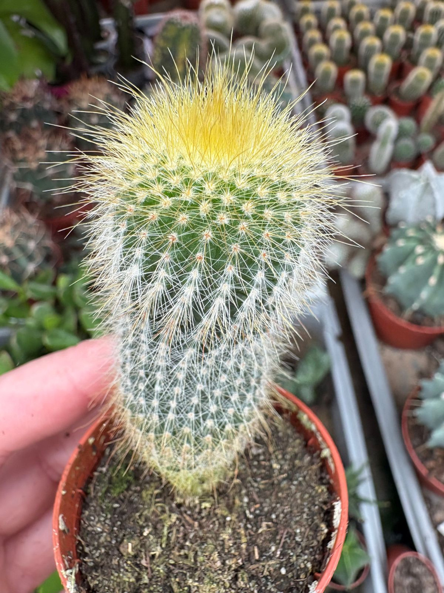 Eriocactus leninghausii | Cactuses \ Eriocactus | Kaktusy, sukulenty i ...