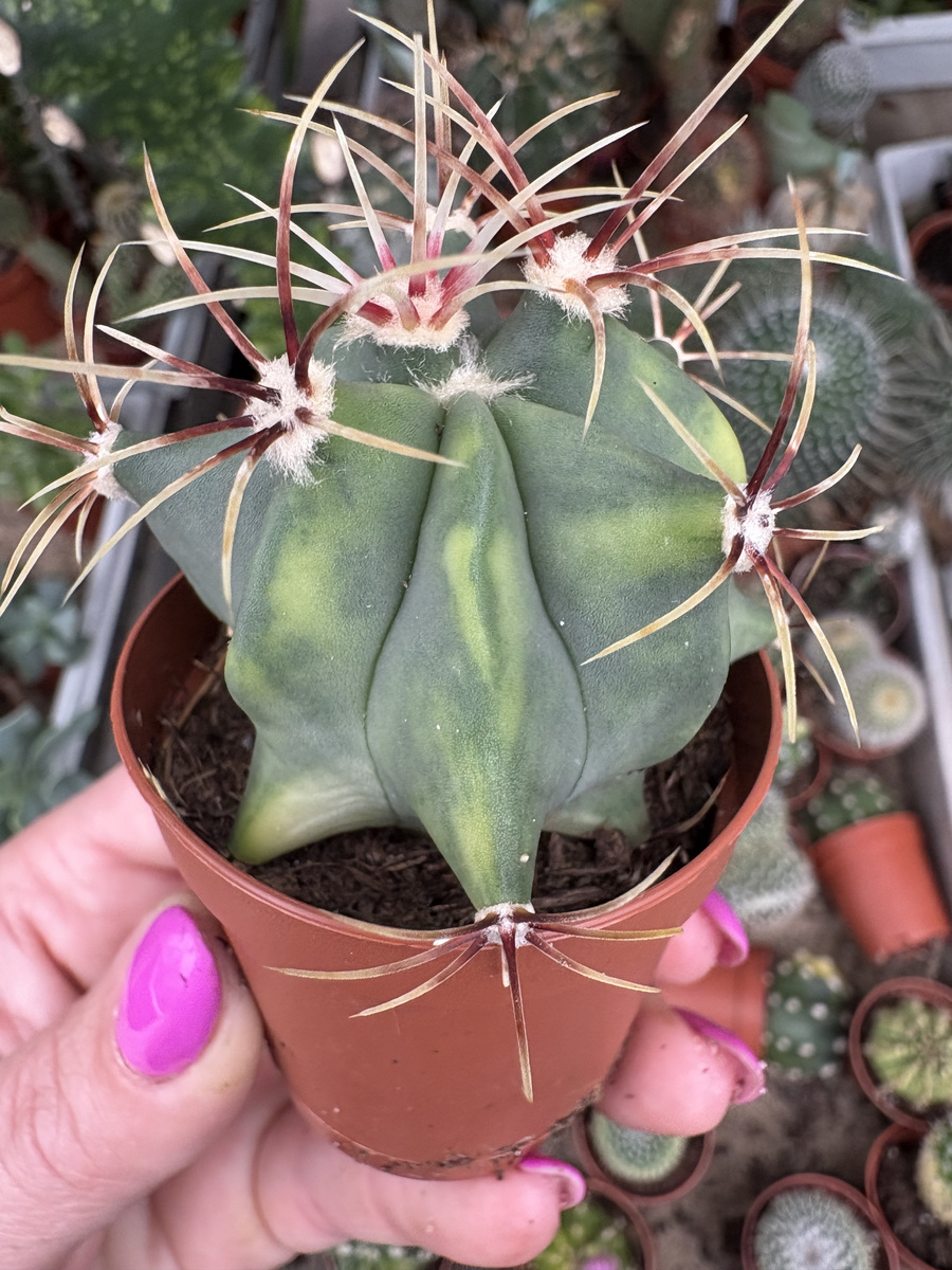 Ferocactus hystrix 'Variegata' | Cactuses \ Ferocactus | Kaktusy ...