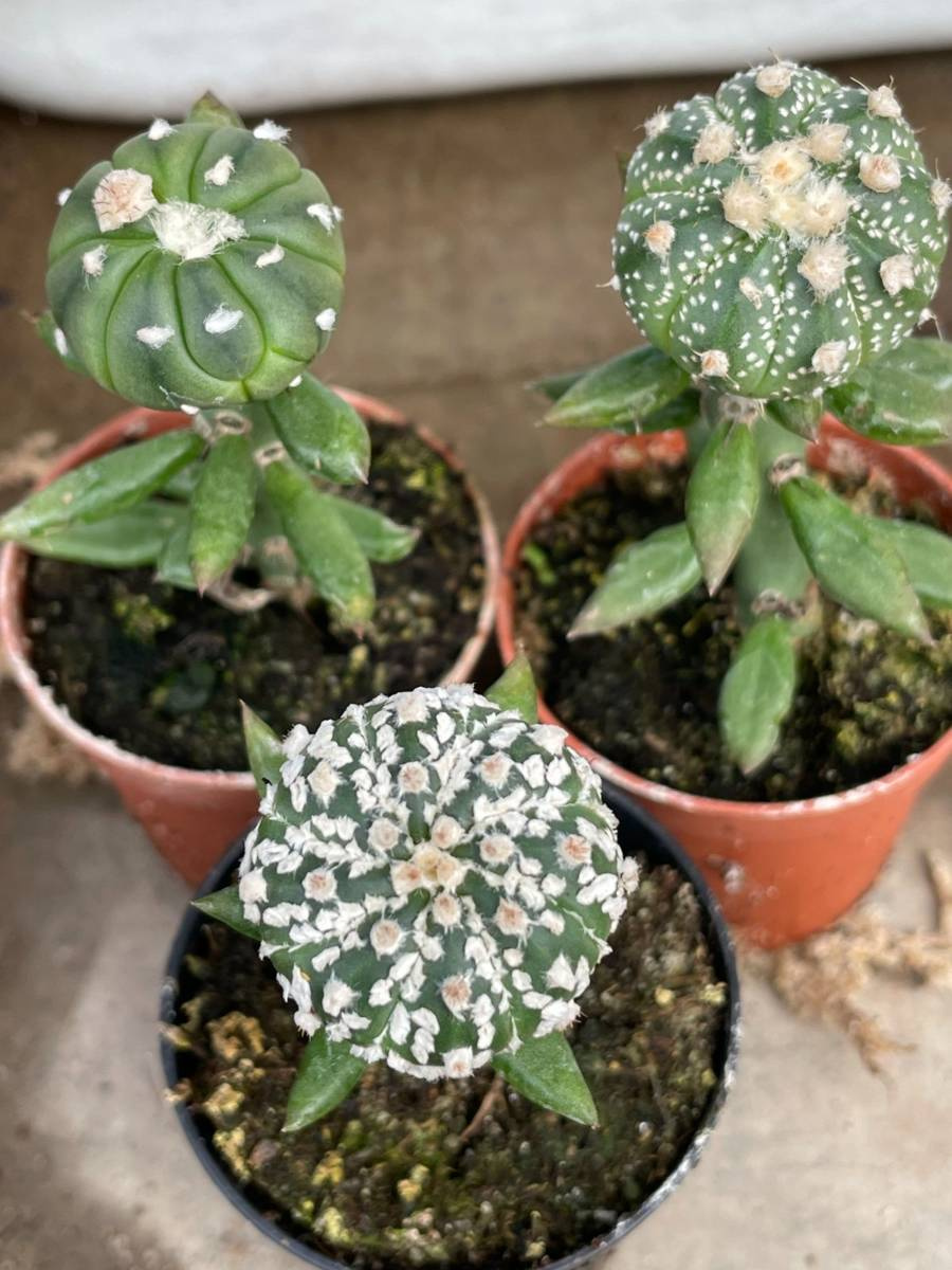 Astrophytum asterias x 3 different mutants | Cactuses \ Astrophytum ...