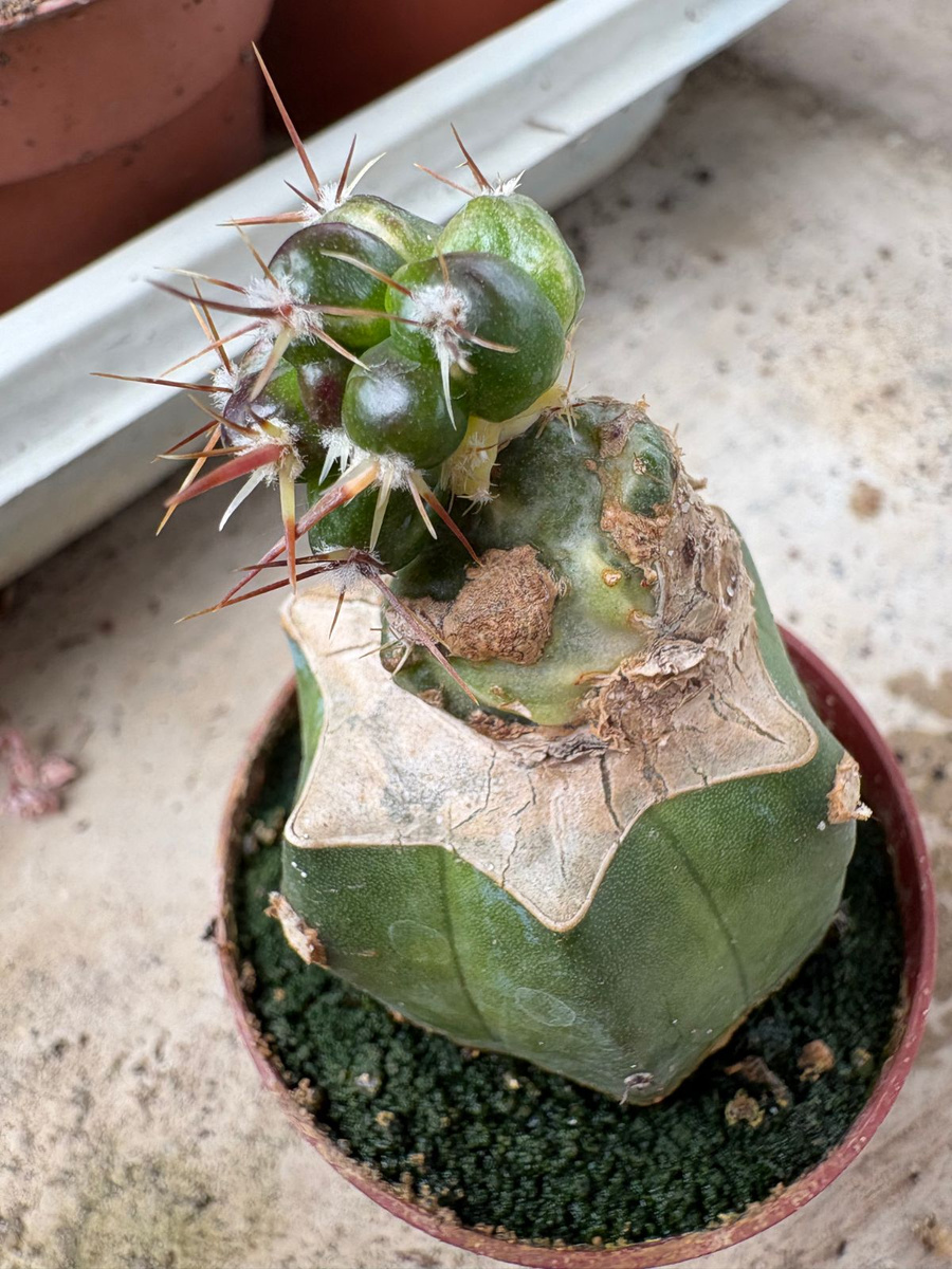 STENOGONIA chimerae 'Variegata' | Mutanty \ Chimera | Kaktusy ...