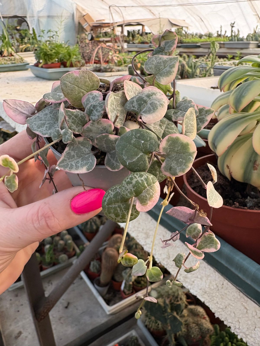 Ceropegia woodii 'Variegata' | Caudex Succulents \ Ceropegia | Kaktusy ...
