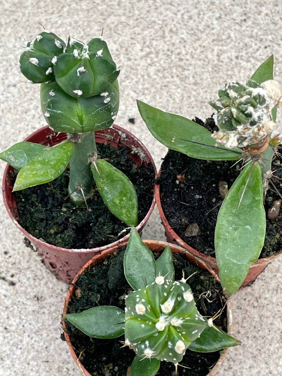 Zestaw 3 różnych Mutantów Astrophytum | Cactuses \ Astrophytum Mutants ...