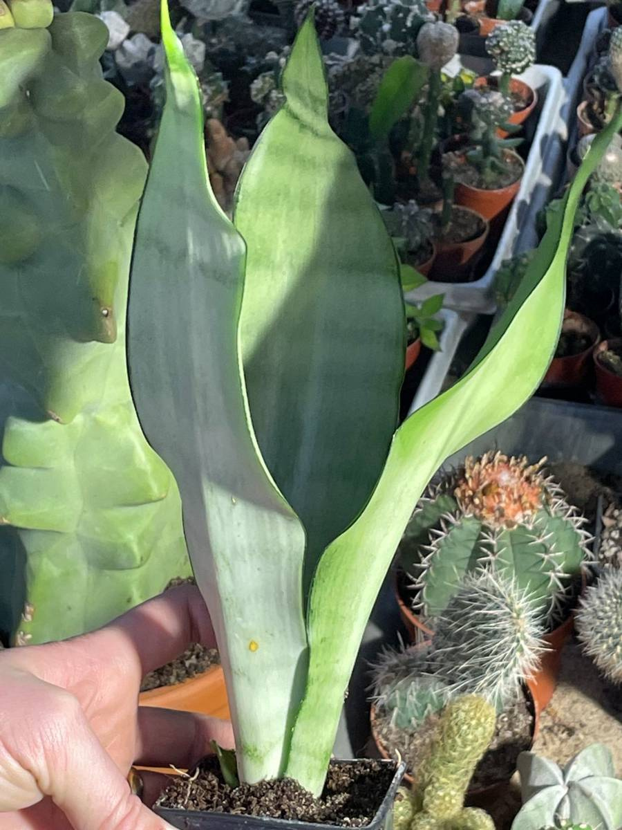 Sansevieria cv.'Silver Moon' | Succulents \ Sansevieria | Kaktusy ...