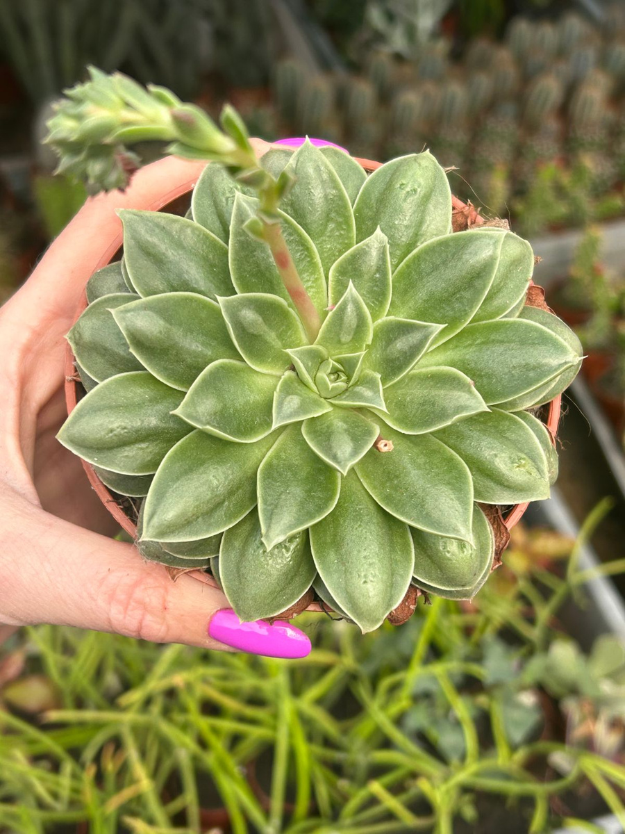 Echeveria longissima x E.raindrop | Succulents \ Echeveria | Kaktusy, sukulenty i inne rośliny ...
