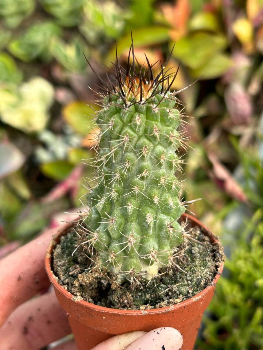 Pyrrhocactus simulans | Cactuses \ Pyrrhocactus | Kaktusy, sukulenty i ...