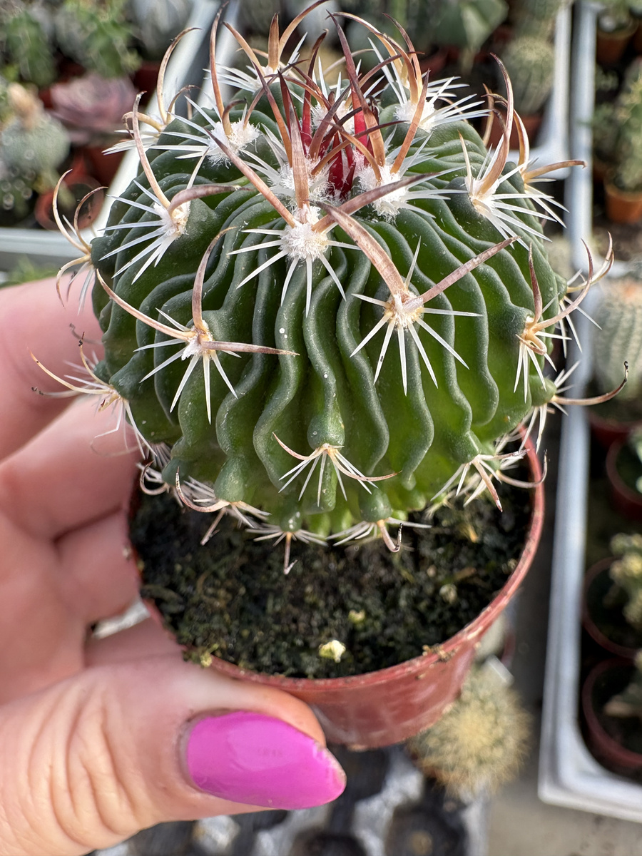 Stenocactus hastatus | Cactuses \ Stenocactus Maxi blooming | Kaktusy ...