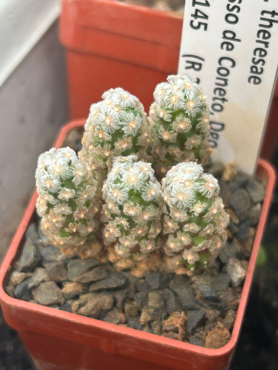 Mammillaria theresae PASSO DE CONETO HR145 | Cactuses \ Mammillaria ...