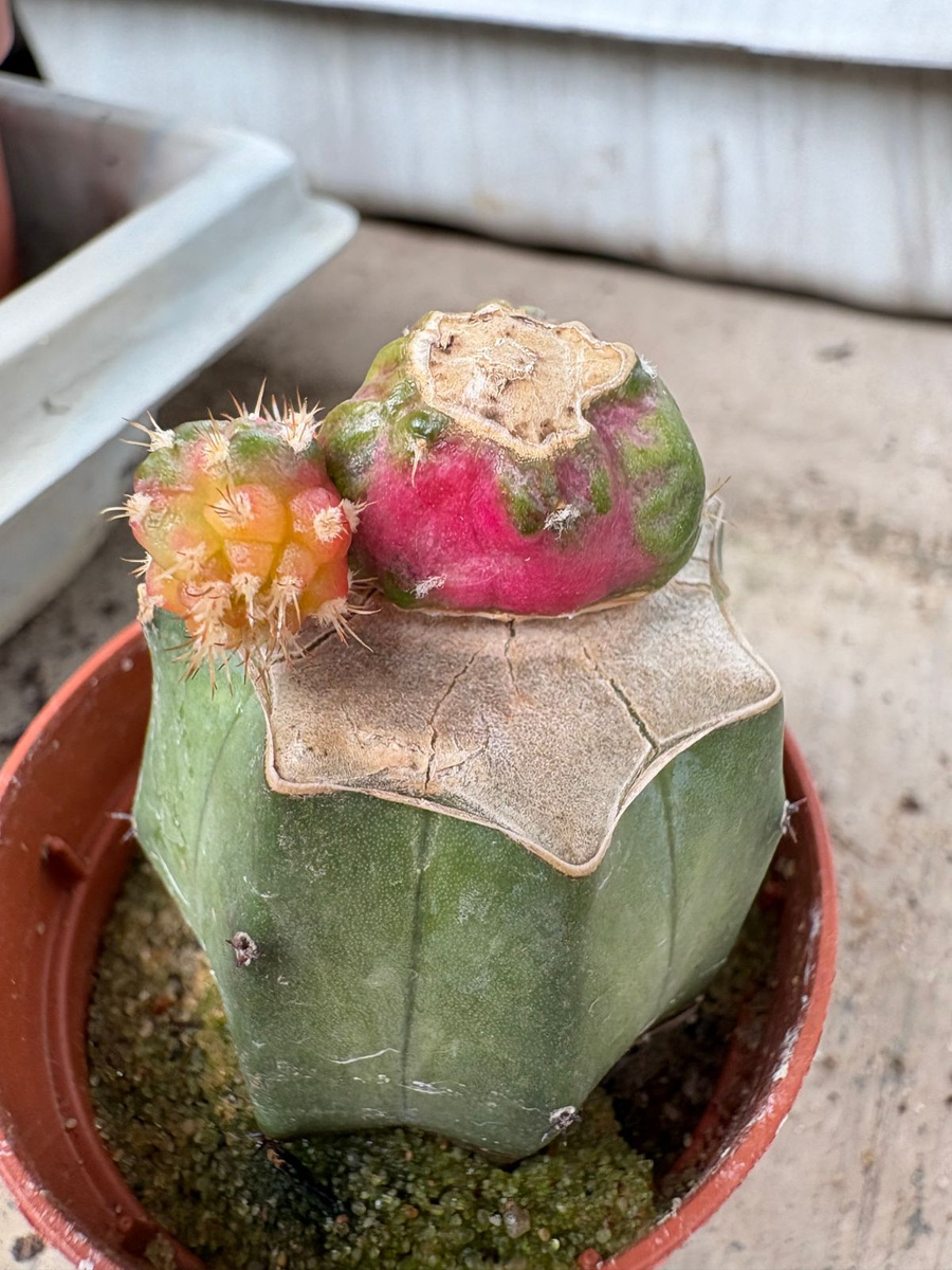 Hylocalycium CHIMERA - Hylocereus + Gymnocalycium | Mutanty \ Chimera ...