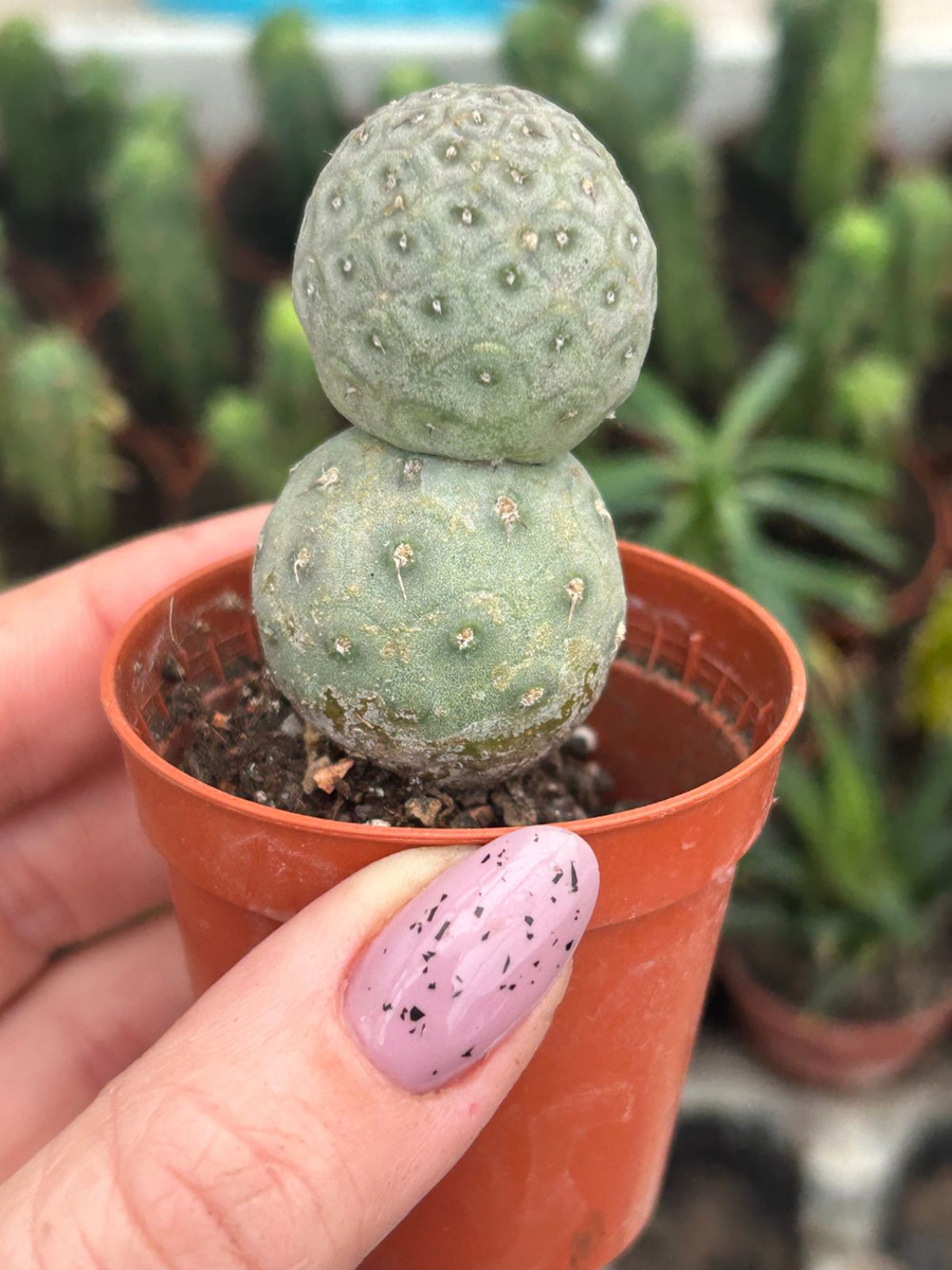 Tephrocactus geometricus 2 BALLS | Cactuses \ Tephrocactus | Kaktusy, sukulenty i inne rośliny ...