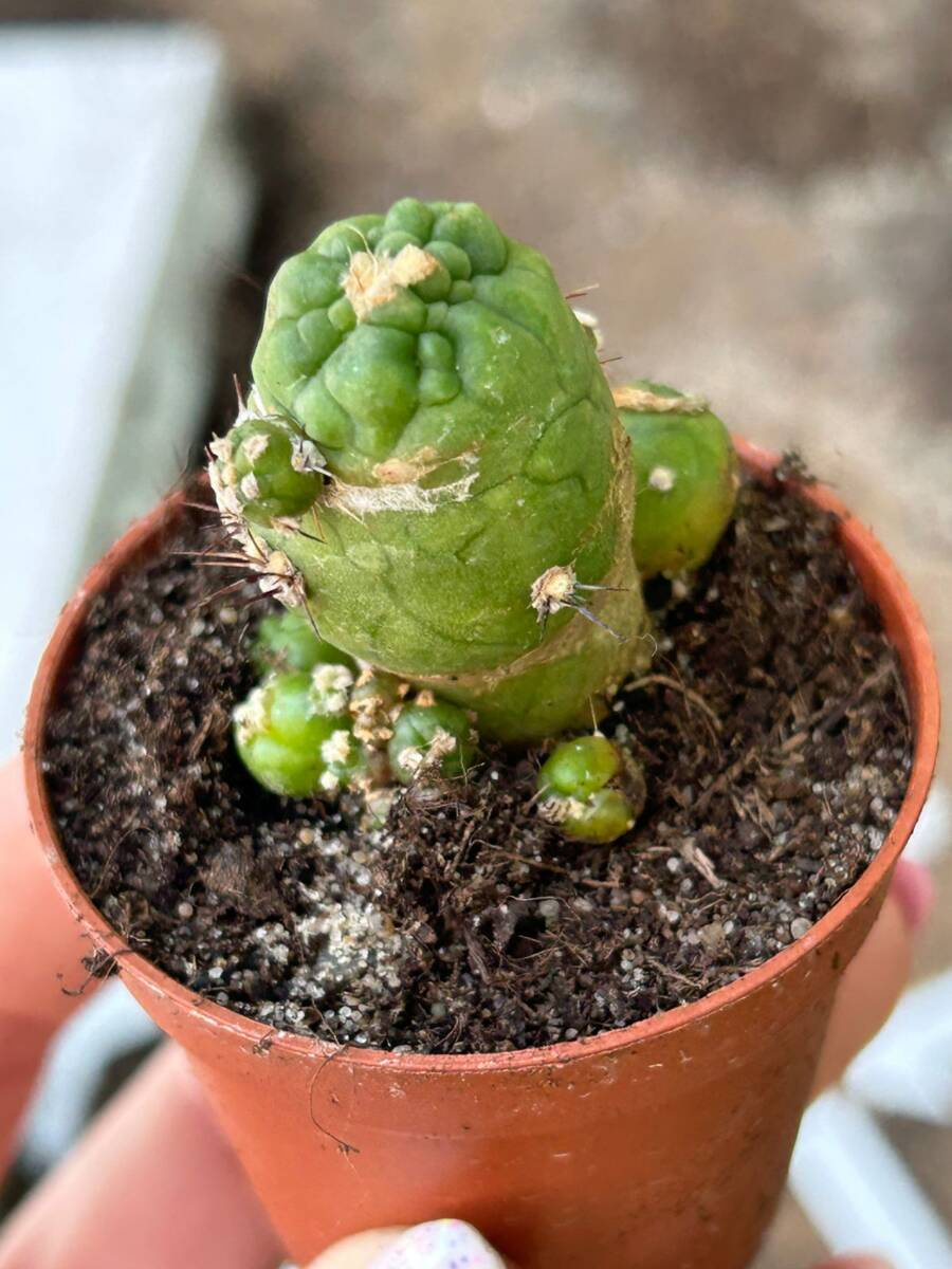 Echinopsis subdenudata 'Monstruosa' | Mutanty \ Echinopsis Kaktusy ...