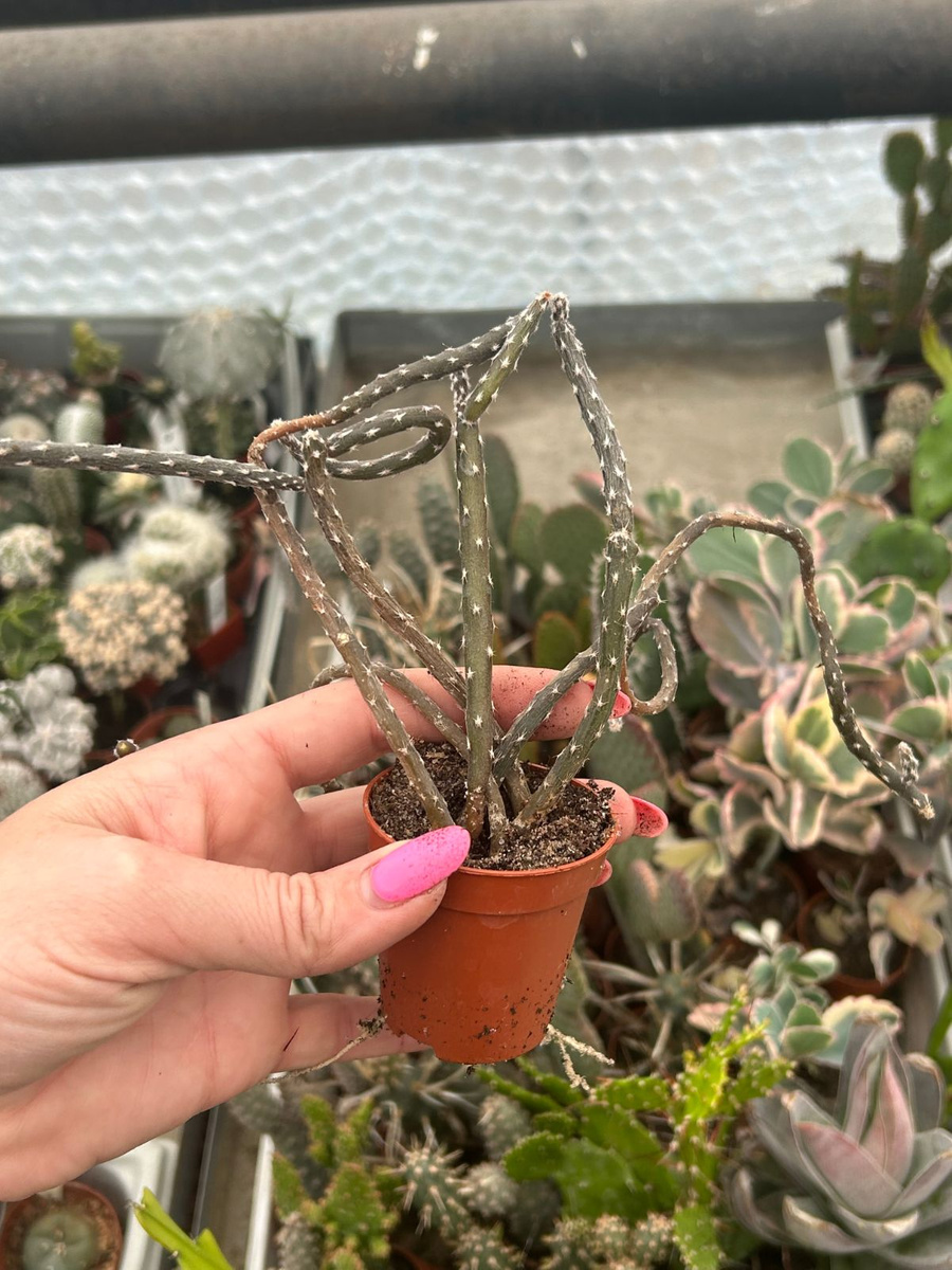 Pterocactus tuberosus CAUDEX | Cactuses \ Pterocactus Caudex ...