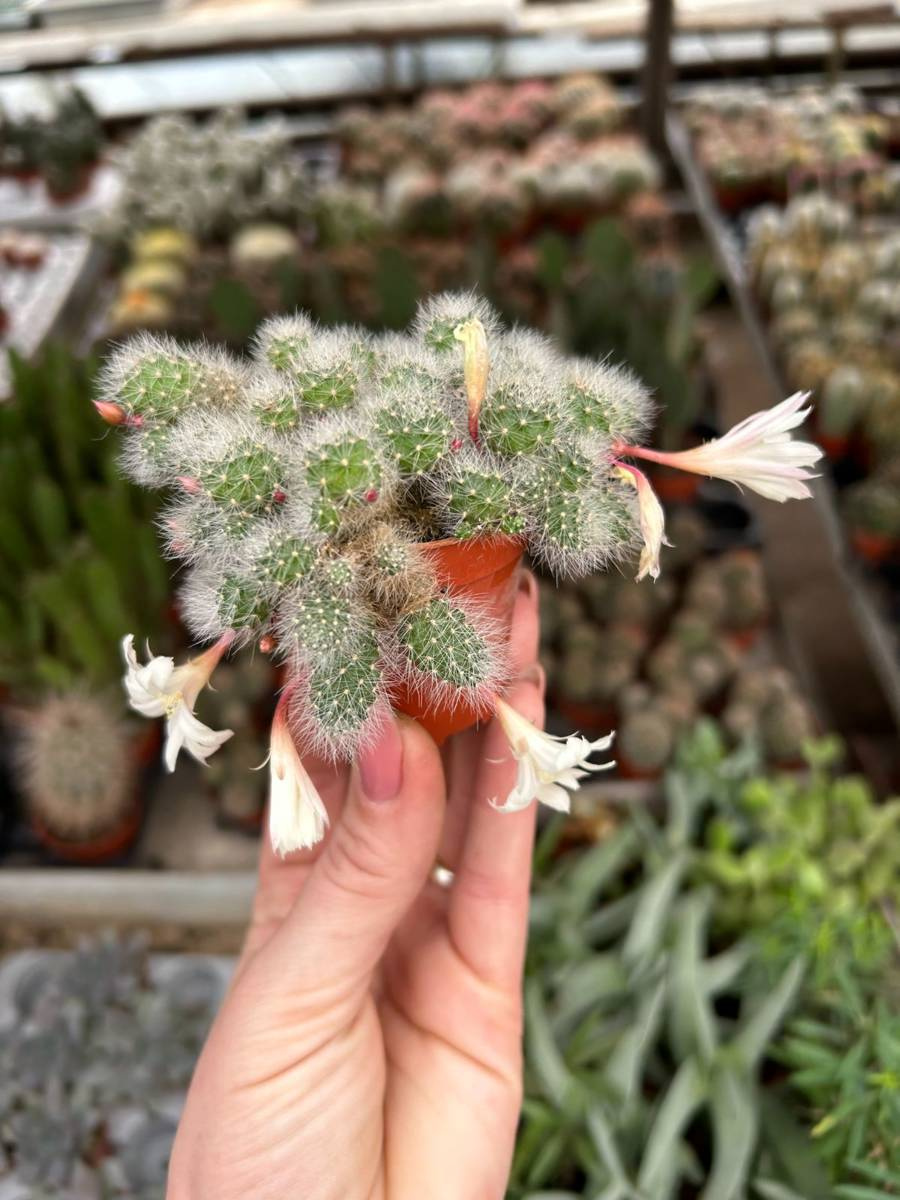 Rebutia albiflora | Cactuses \ Rebutia Maxi blooming | Kaktusy ...