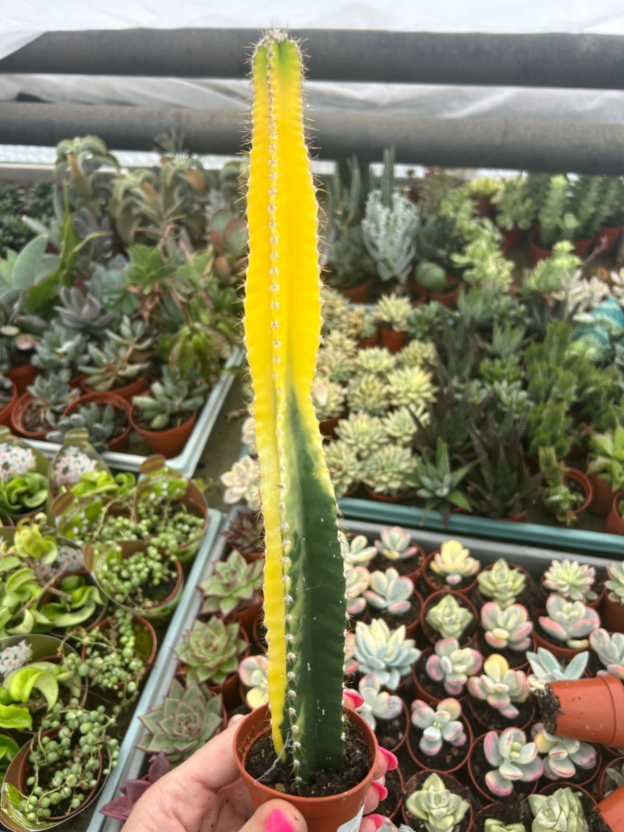 Cereus peruvianus 'Variegata' | Cactuses \ Cereus | Kaktusy, sukulenty ...