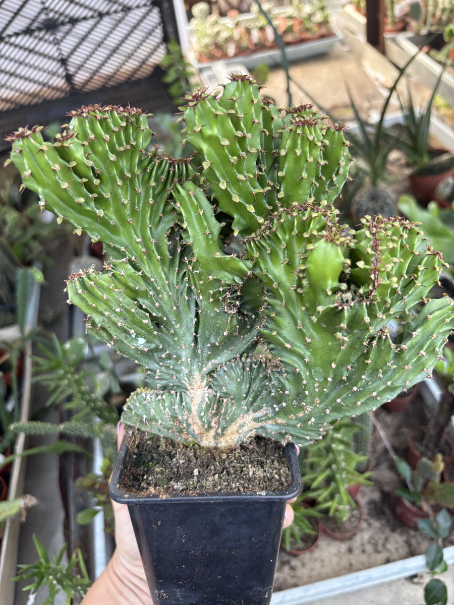 Euphorbia triangularis 'Cristata' | Succulents \ Euphorbia | Kaktusy ...