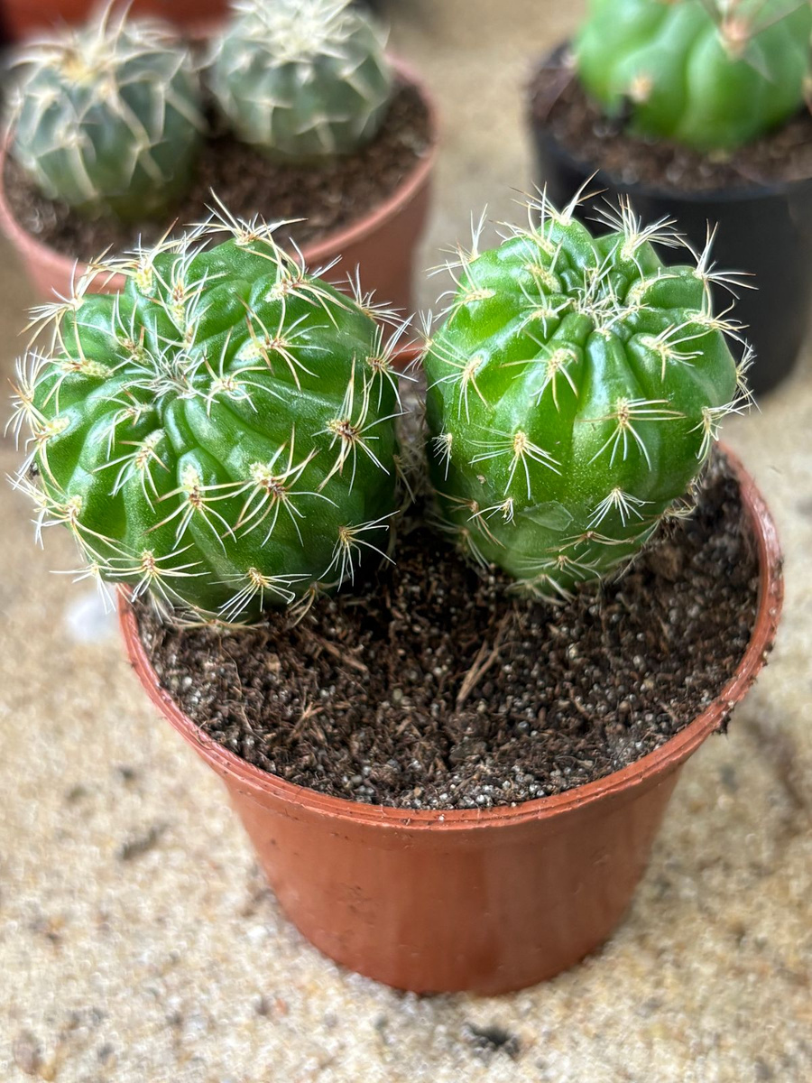 Oroya peruviana var. minima | Cactuses \ Oroya | Kaktusy, sukulenty i ...