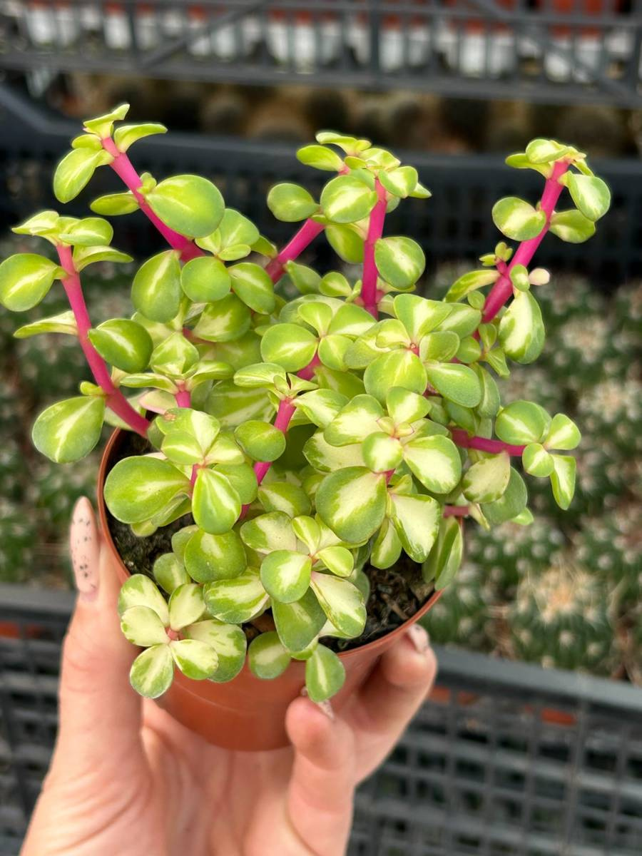 Portulacaria afra 'Mediopicta' | Succulents \ Portulacaria | Kaktusy, sukulenty i inne rośliny ...