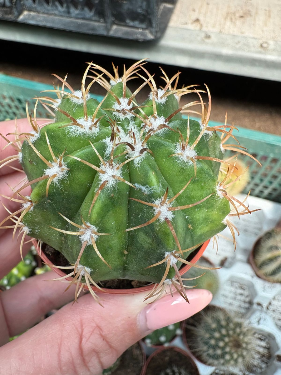 Melocactus matanzanus 'Variegata' | Kaktusy \ Melocactus | Kaktusy ...