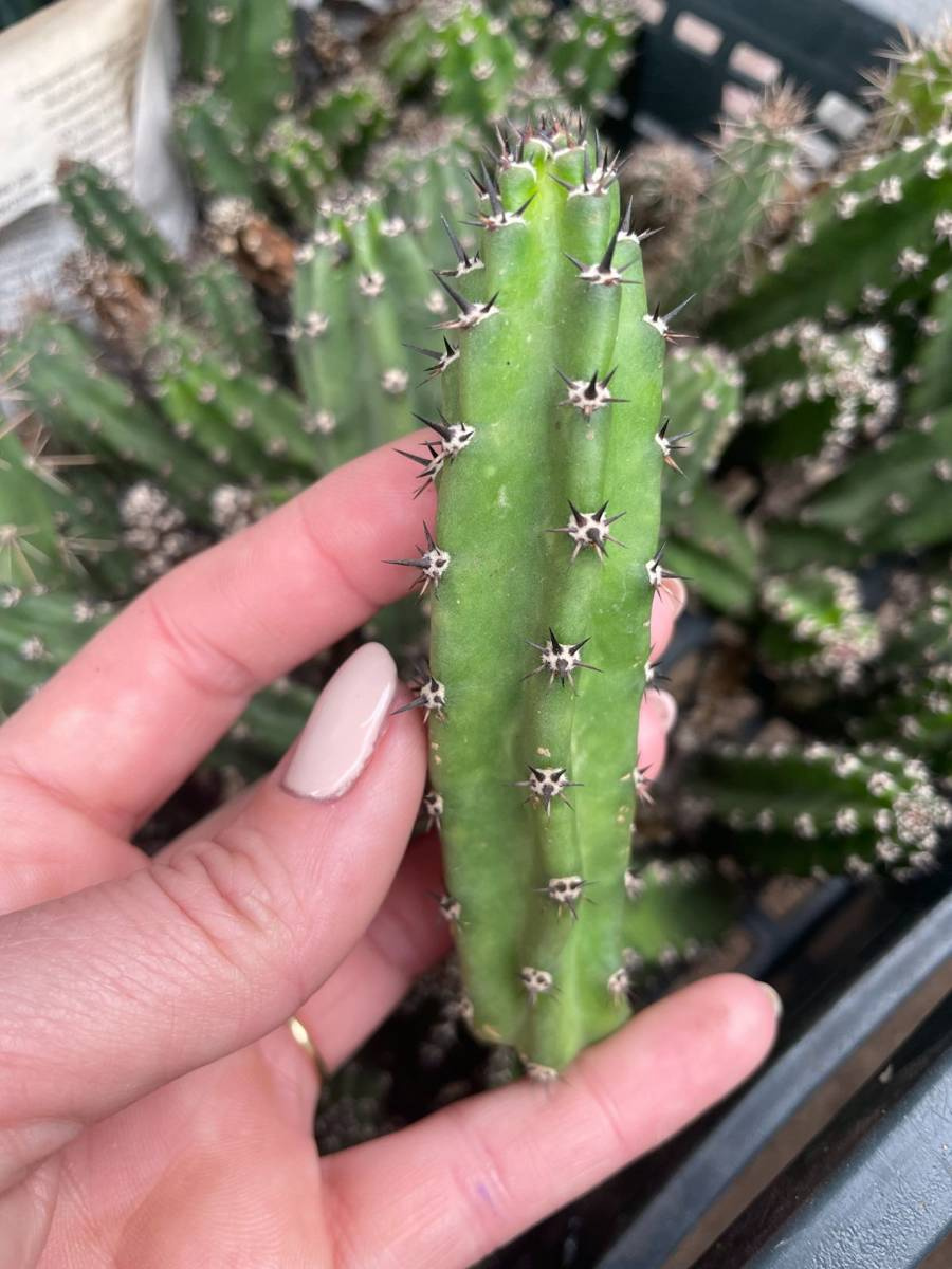 Eriocereus jusbertii | Cactuses \ Eriocereus | Kaktusy, sukulenty i ...