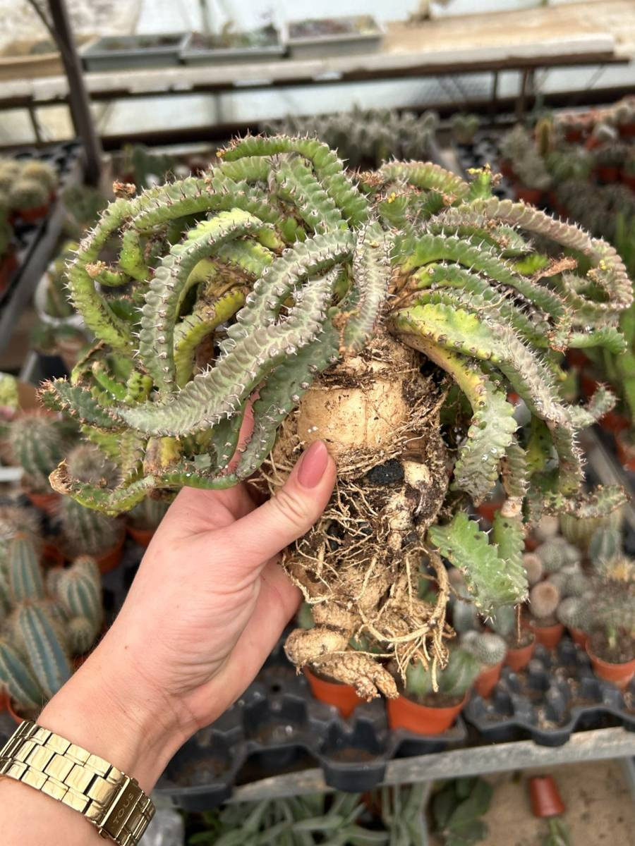 Euphorbia stellata CAUDEX | Succulents \ Euphorbia Caudex \ Euphorbia ...