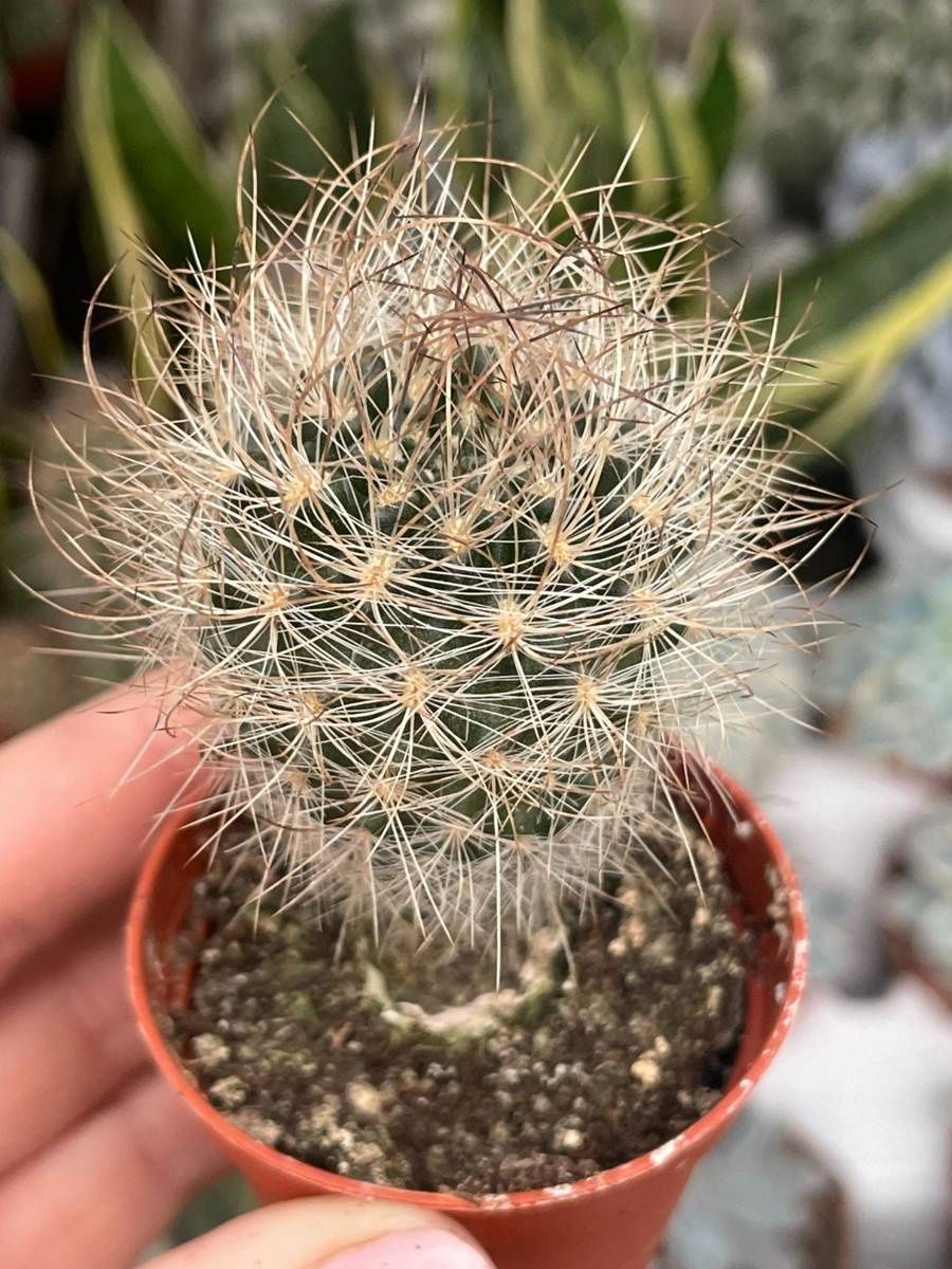 Eriosyce senilis | Kaktusy \ Neoporteria | Kaktusy, sukulenty i inne ...