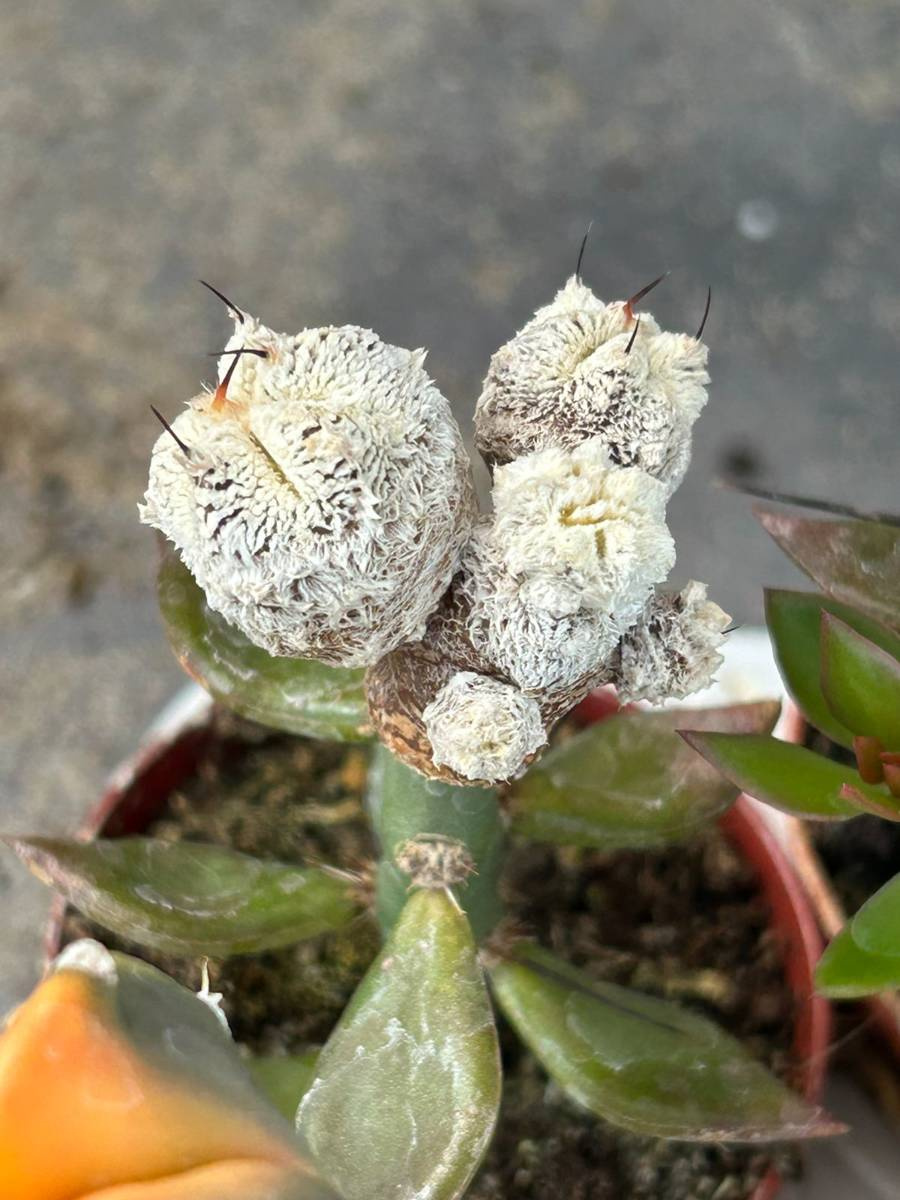 Astrophytum myriostigma 'Onzuko Mega White Coral' | Mutants ...