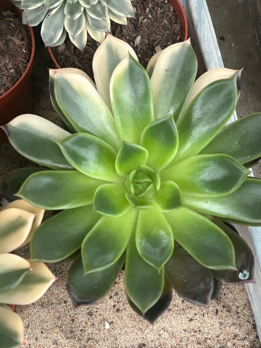 Echeveria agavoides 'Mira Variegata' | Sukulenty \ Echeveria | Kaktusy ...