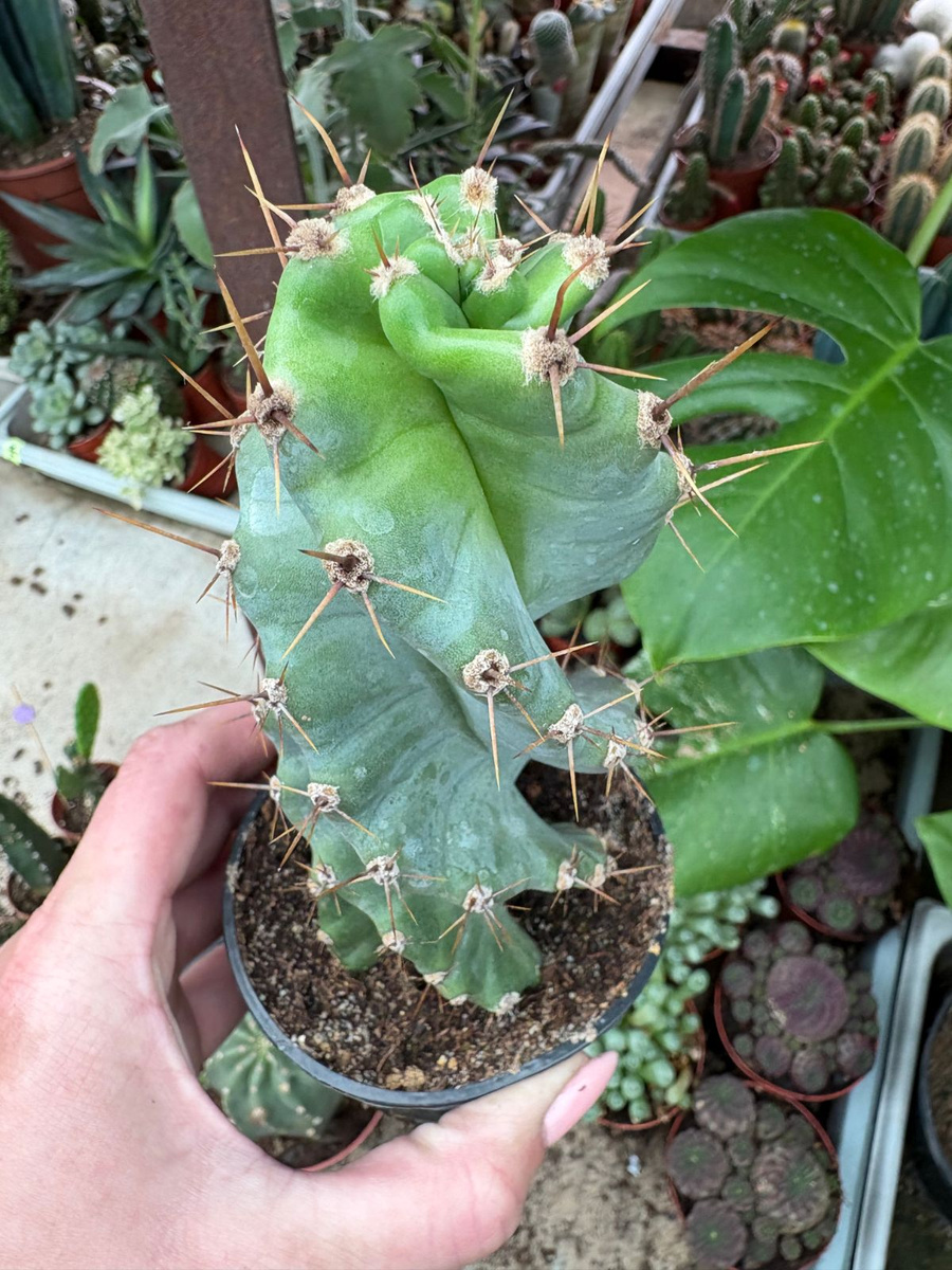 Cereus peruvianus 'Spiralis' | Cactuses \ Cereus | Kaktusy, sukulenty i inne rośliny - CandyCacti