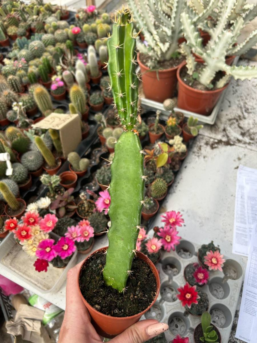 Selenicereus triangularis | Cactuses \ Selenicereus | Kaktusy ...