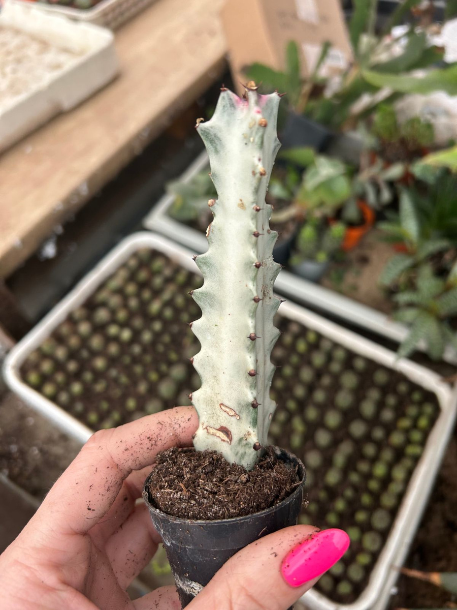 Euphorbia lactea 'White Ghost' | Succulents \ Euphorbia | Kaktusy, sukulenty i inne rośliny ...