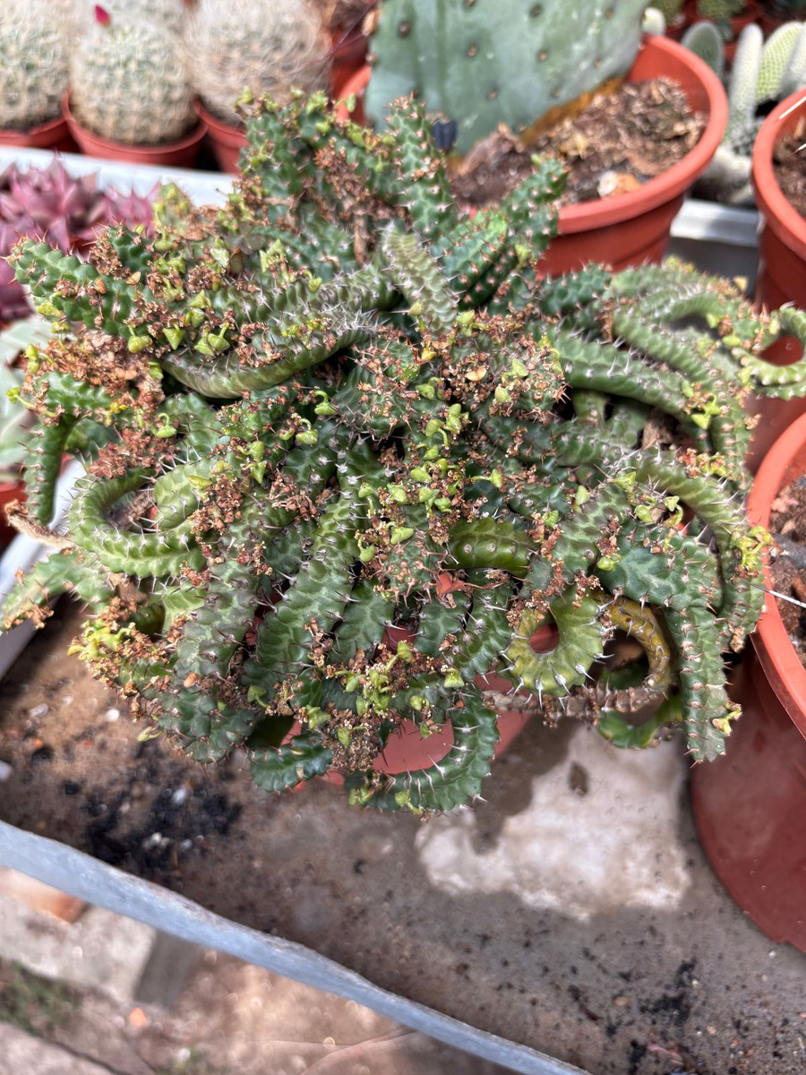 Euphorbia stellata CAUDEX | Sukulenty \ Euphorbia Caudex \ Euphorbia ...